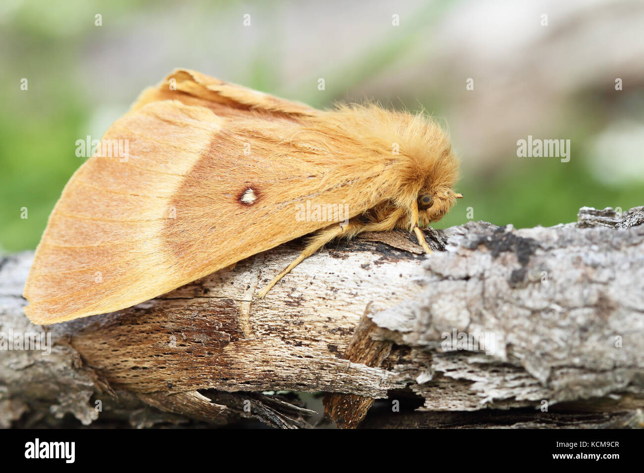Oak Eggar Moth Caterpillar High Resolution Stock Photography and Images ...