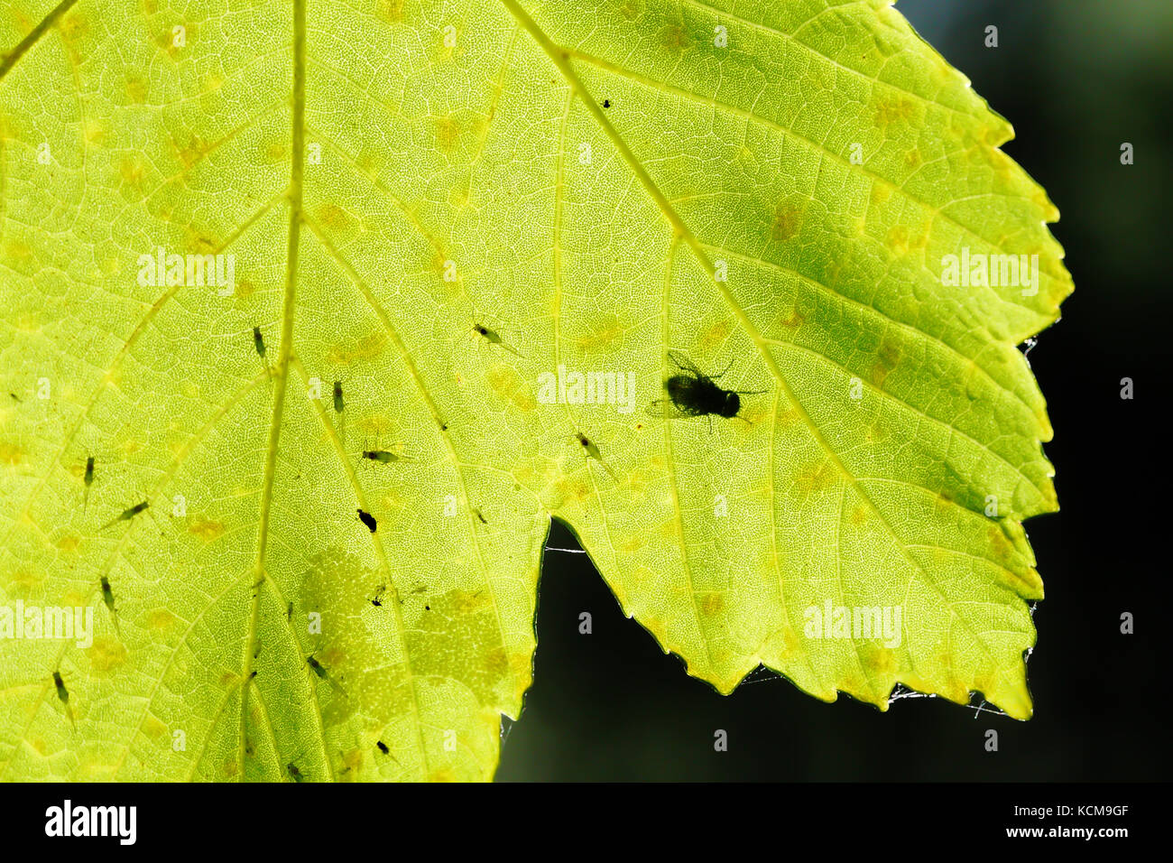 Insects silhouette on a leaf Stock Photo - Alamy