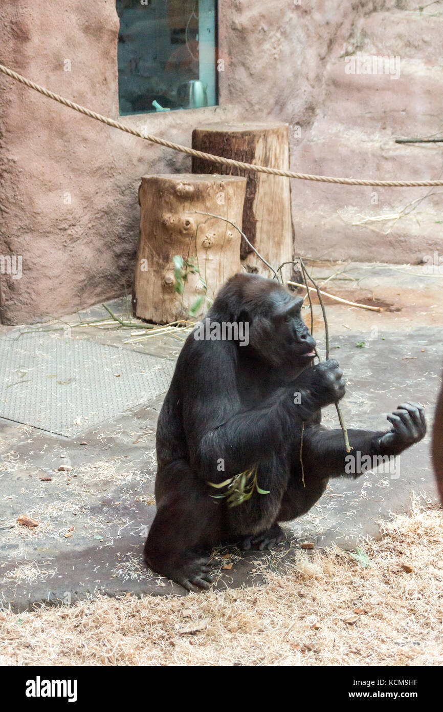 Prague Zoo, Troja, Czech Republic Stock Photo - Alamy