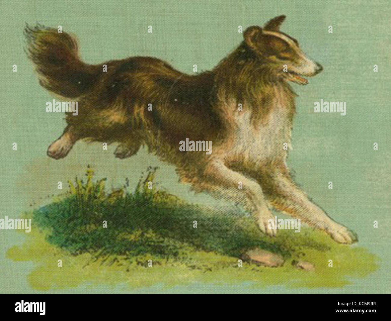 Map of collie hi-res stock photography and images - Alamy