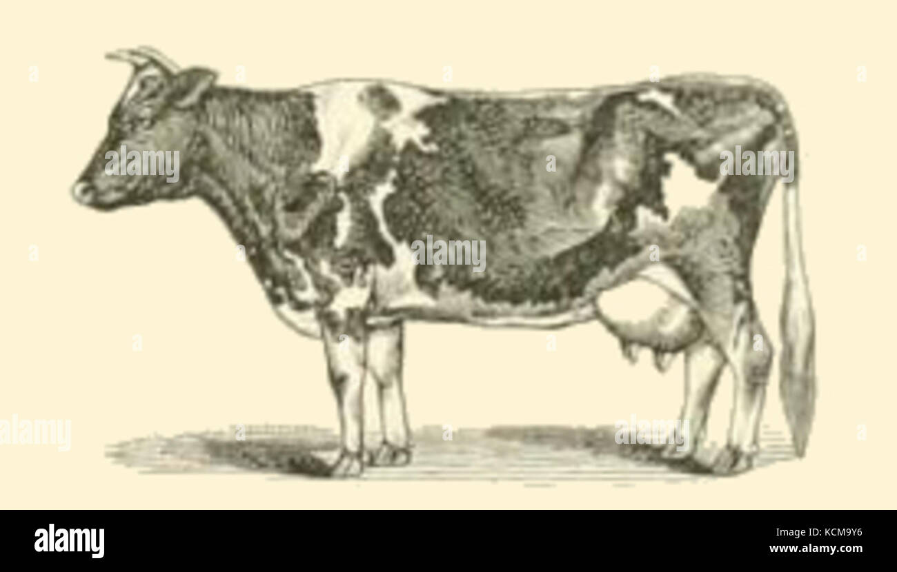Cow drawing hi-res stock photography and images - Alamy