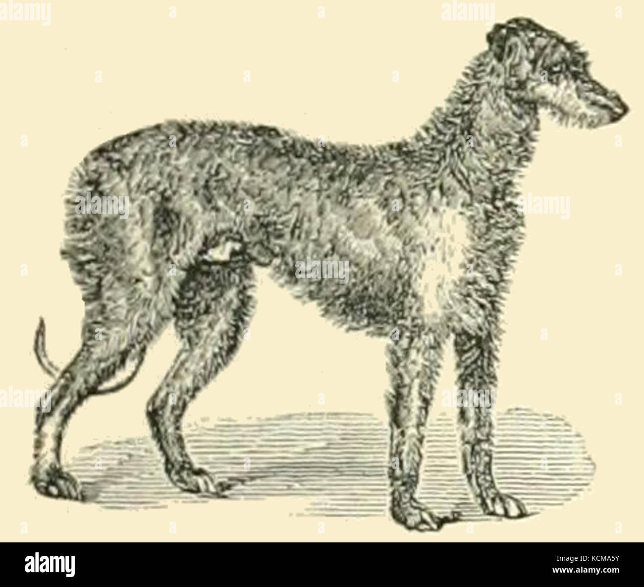 Dog hunting deer hi-res stock photography and images - Alamy