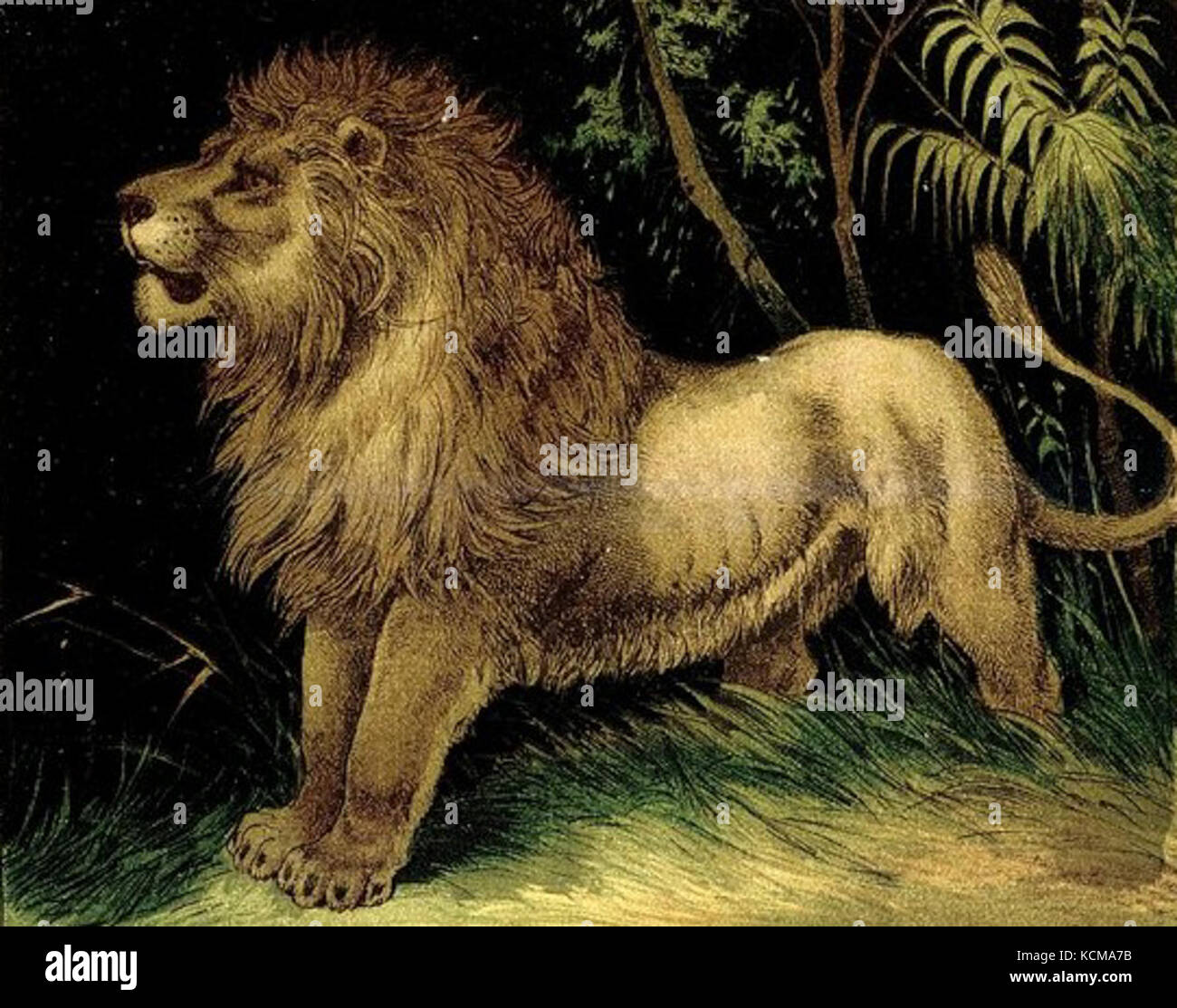 Dramatic Lion Drawing Stock Photo - Alamy