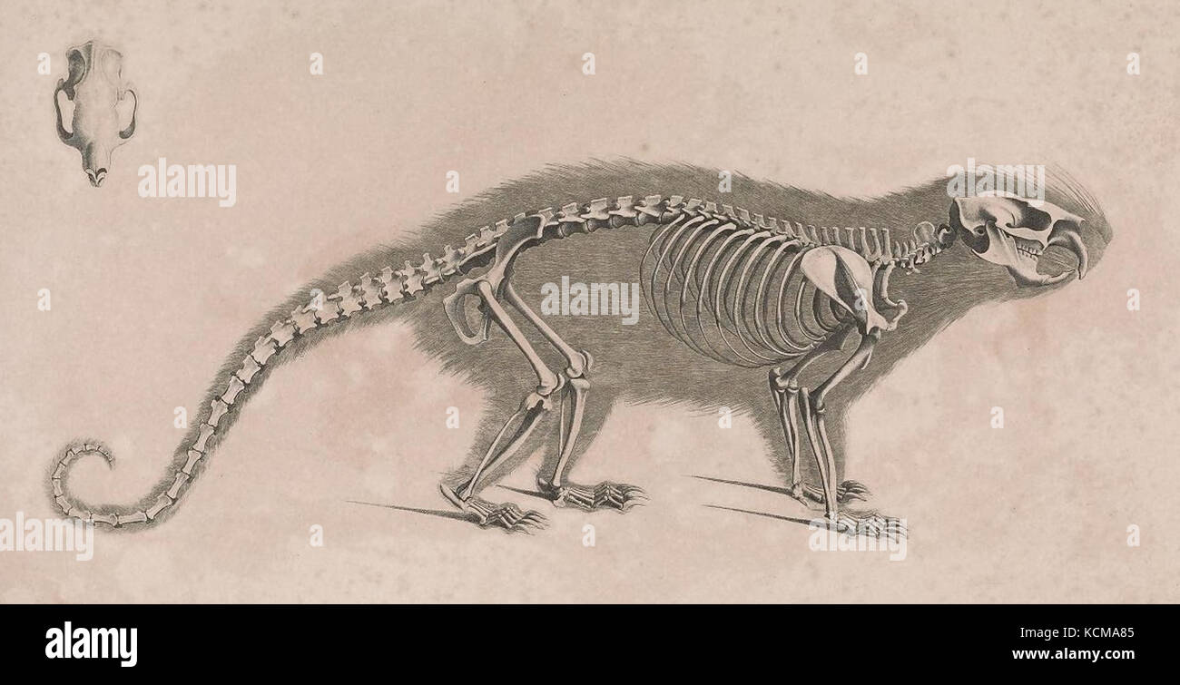 Die vergleichende Osteologie (1821) Coendou prehensilis Stock Photo - Alamy