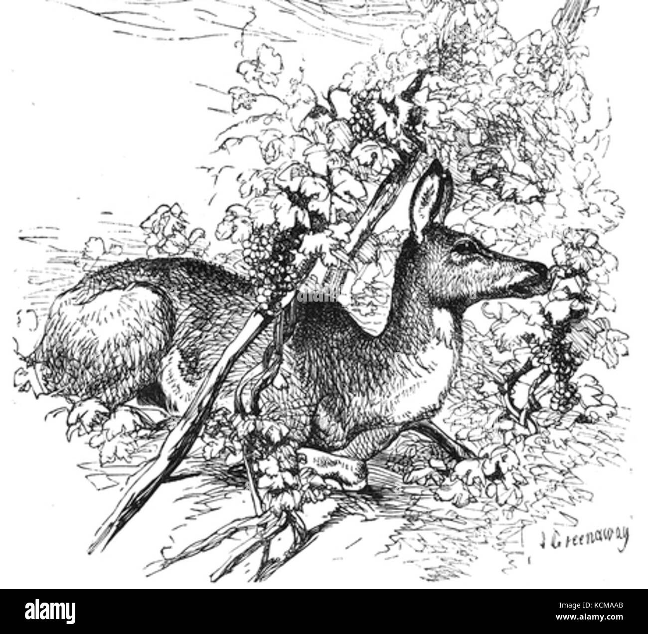 Doe photo Black and White Stock Photos & Images - Alamy