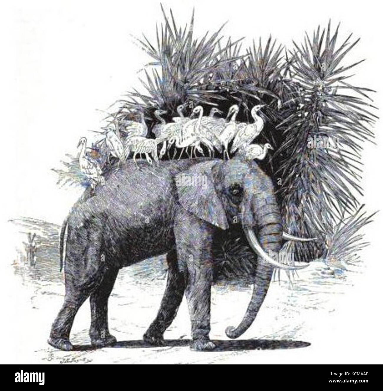 Elephant and Birds Stock Photo - Alamy