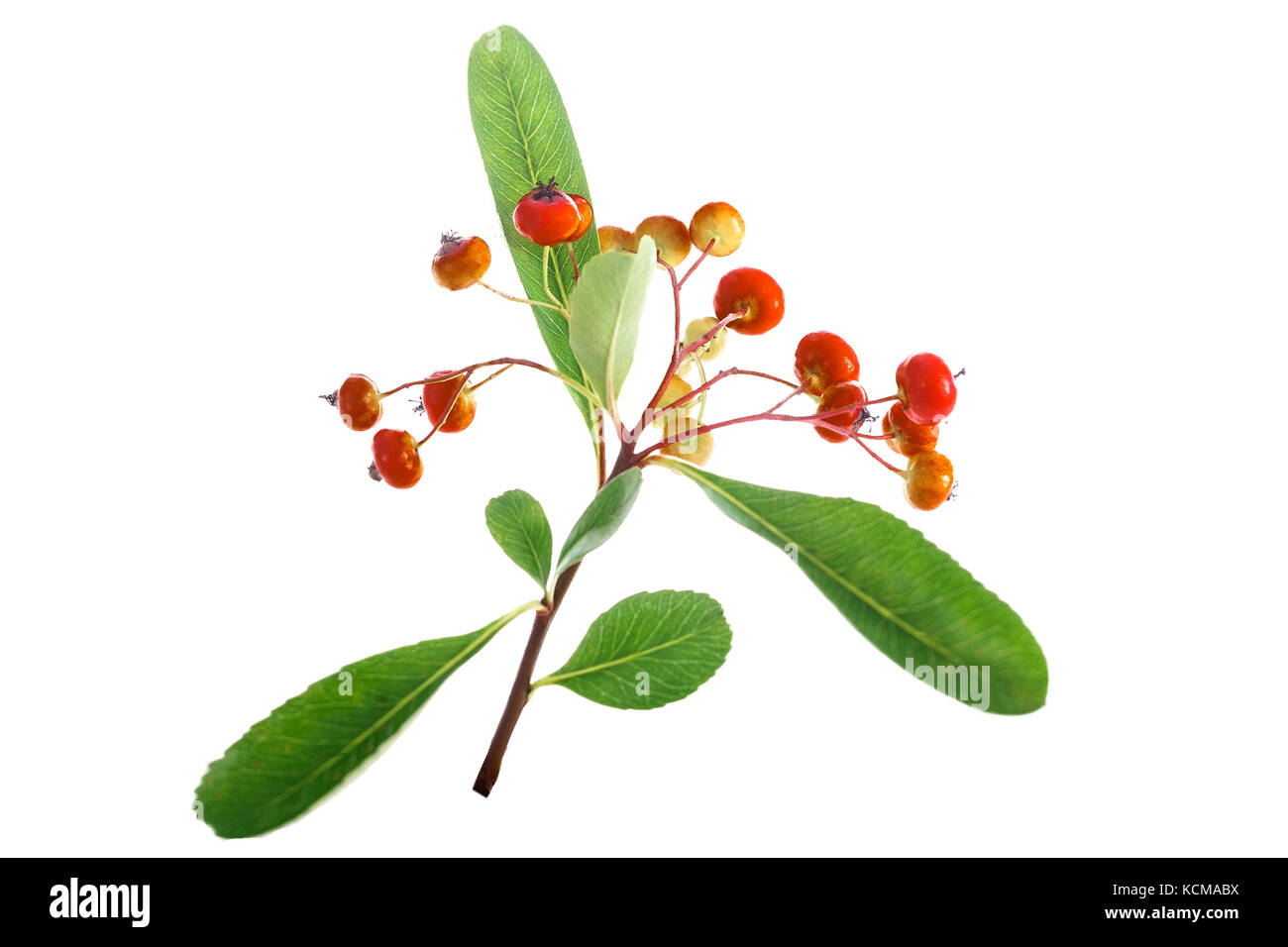 Orange berries of hawthorn,isoleted ona white background Stock Photo ...