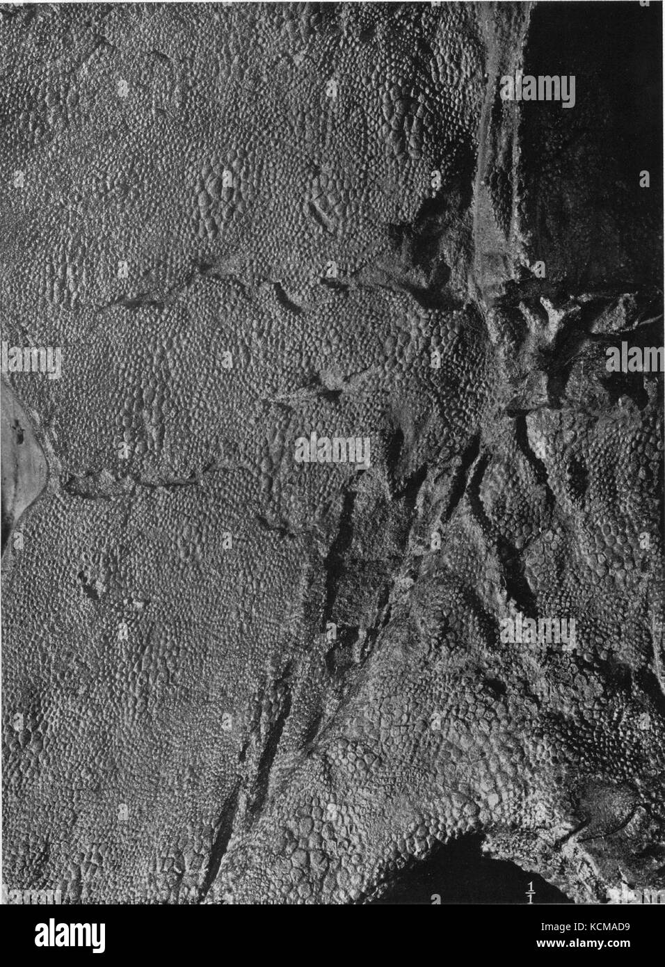 Dinosaur skin texture Black and White Stock Photos & Images - Alamy