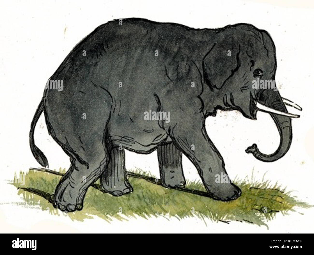 Elephant drawing hi-res stock photography and images - Alamy