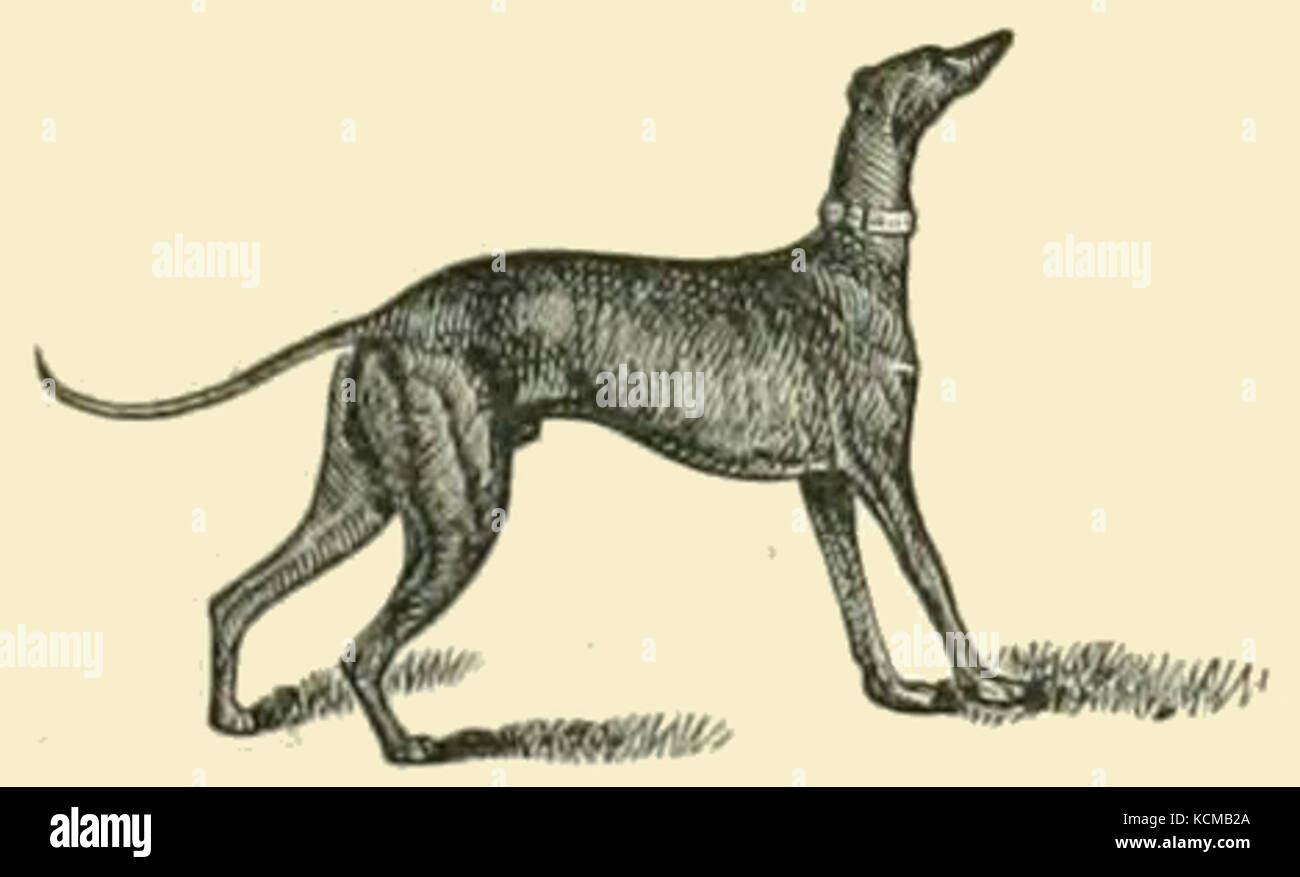 Painting greyhound hi-res stock photography and images - Alamy