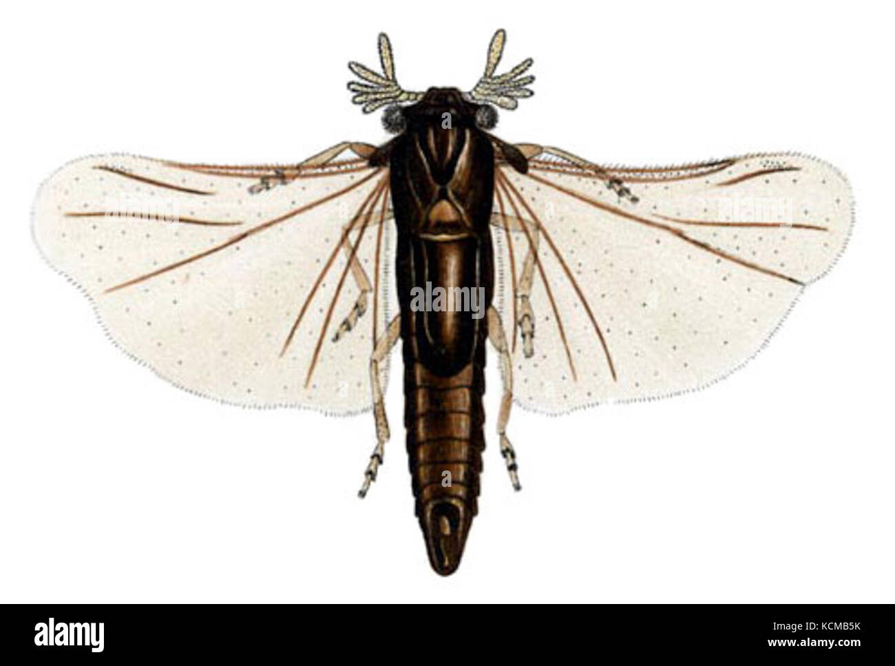 Australian native beetle Cut Out Stock Images & Pictures - Alamy