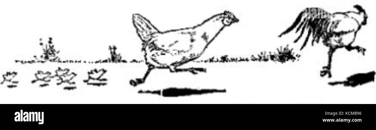 Chicken run country hi-res stock photography and images - Alamy