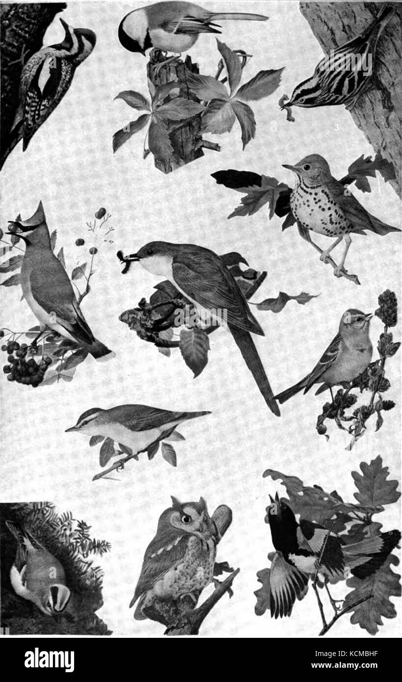 Americana 1920 Birds familiar American birds Stock Photo - Alamy