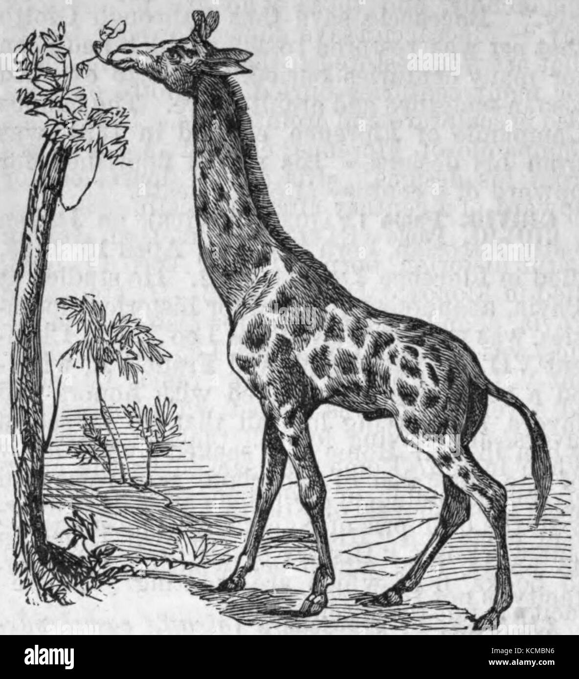Giraffe anatomy hi-res stock photography and images - Alamy