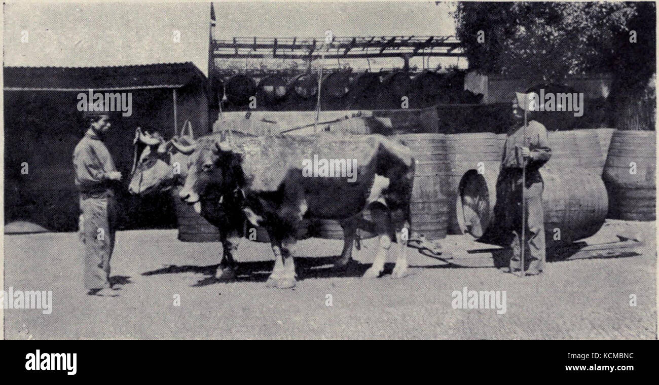 A Sledge with Pipe of Madeira Wine, MON 1909 Stock Photo - Alamy