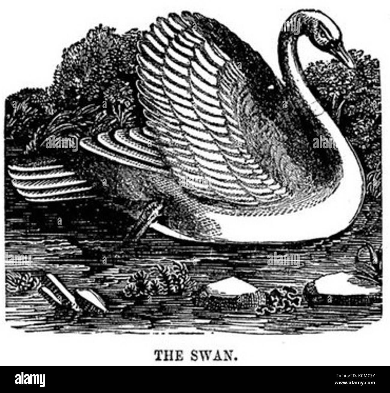 Swan Drawing