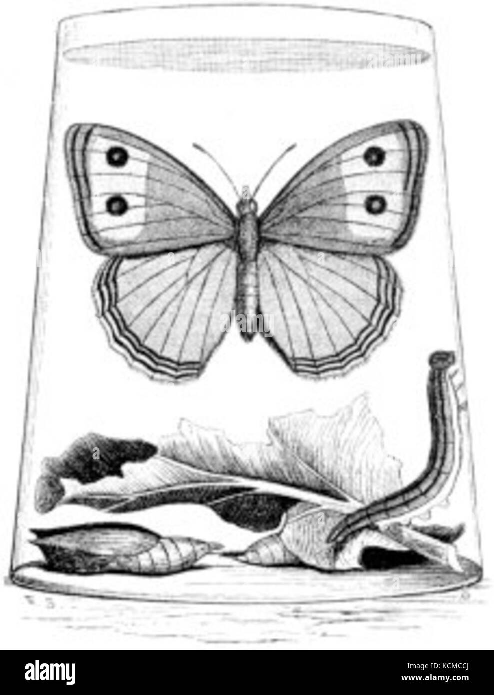 Butterfly Under Glass Drawing Stock Photo - Alamy
