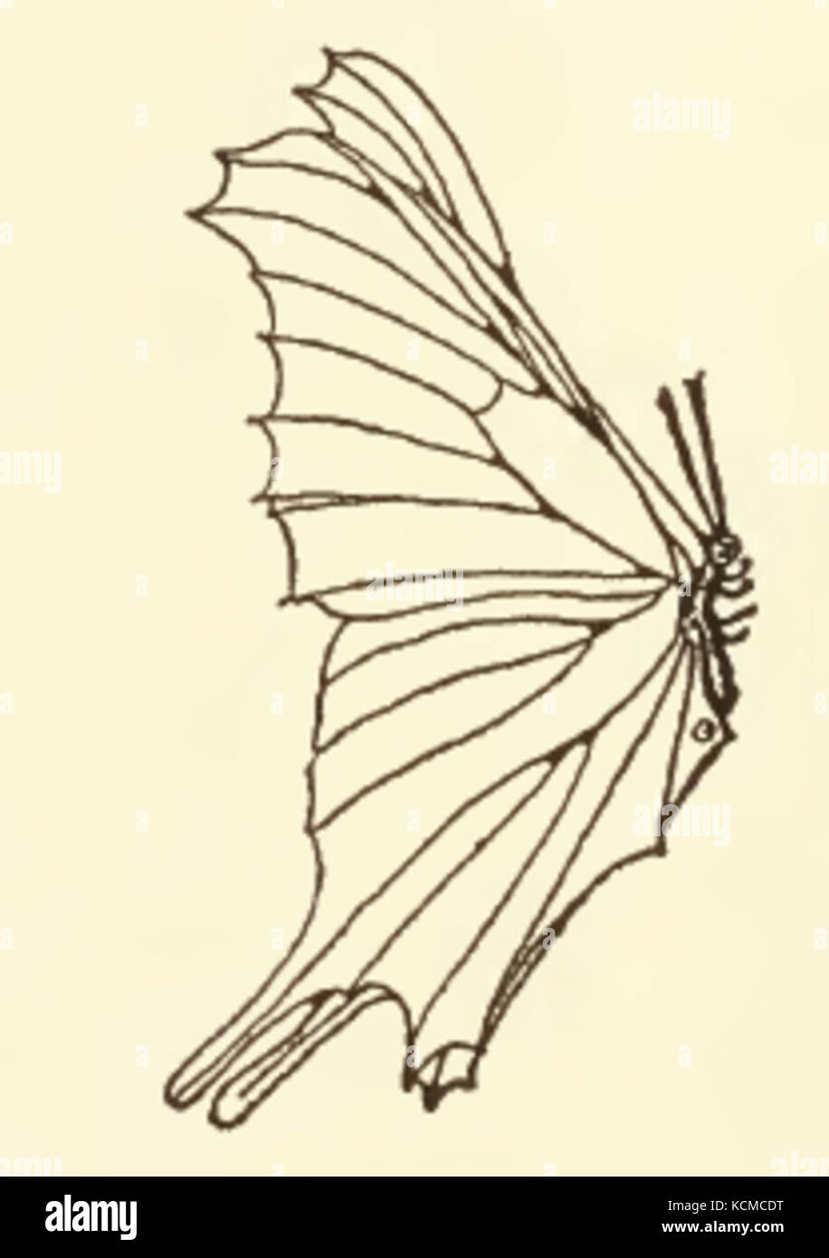 Butterfly illustration drawing hi-res stock photography and images - Alamy