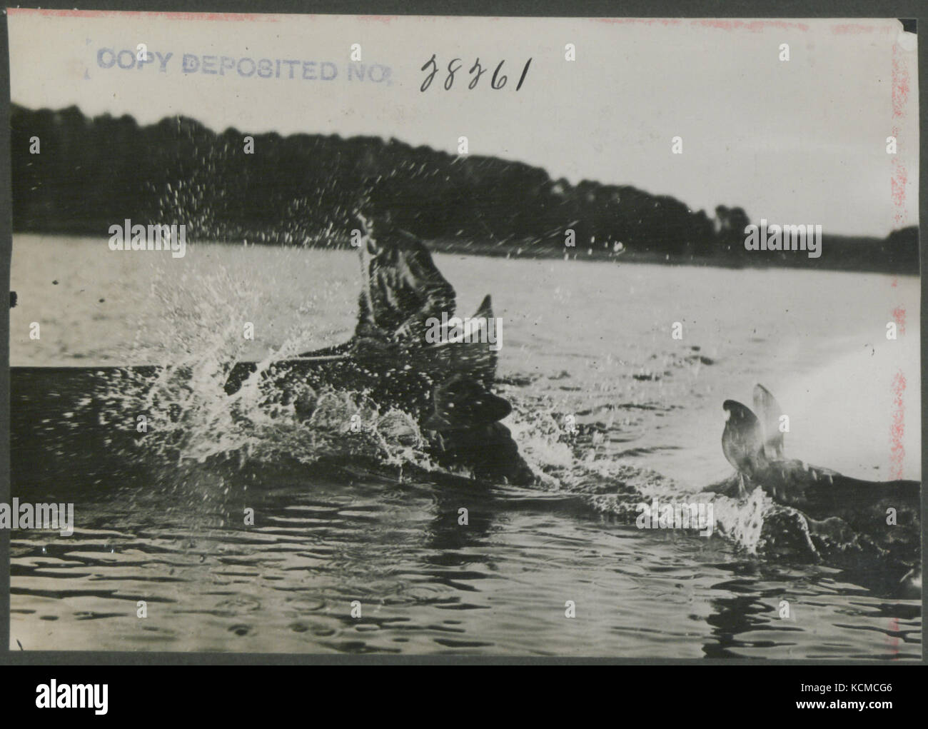 Canoe man riding cow moose (HS85 10 28261 Stock Photo - Alamy