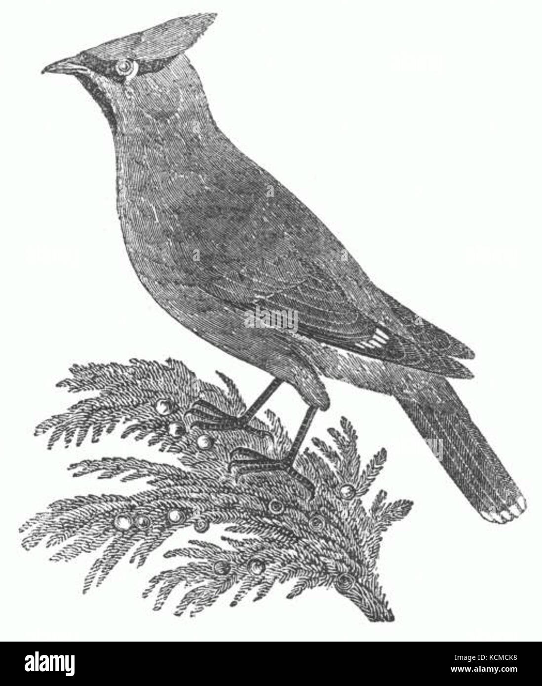 Cedar Bird Engraving Stock Photo - Alamy