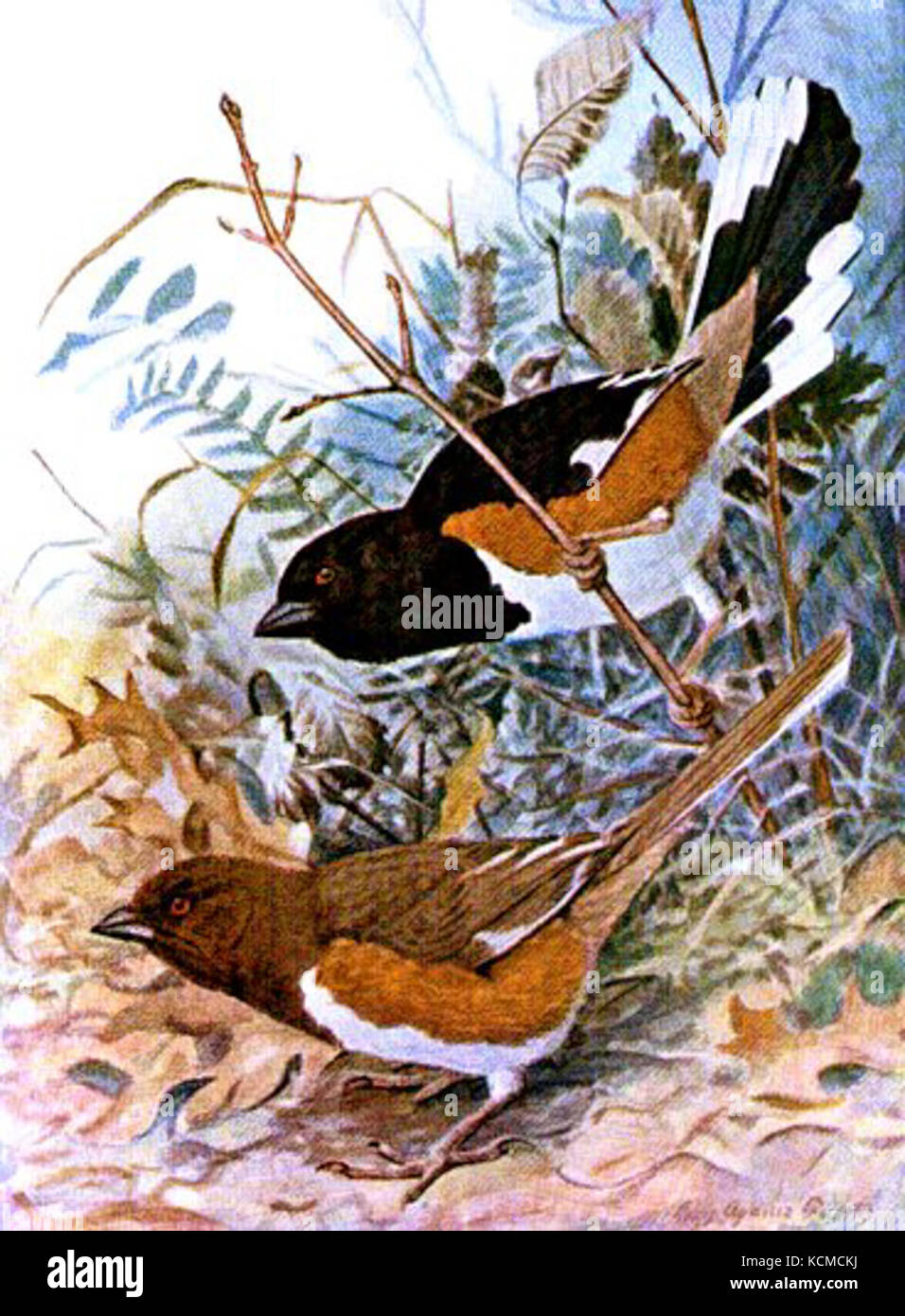 Chewink hi-res stock photography and images - Alamy