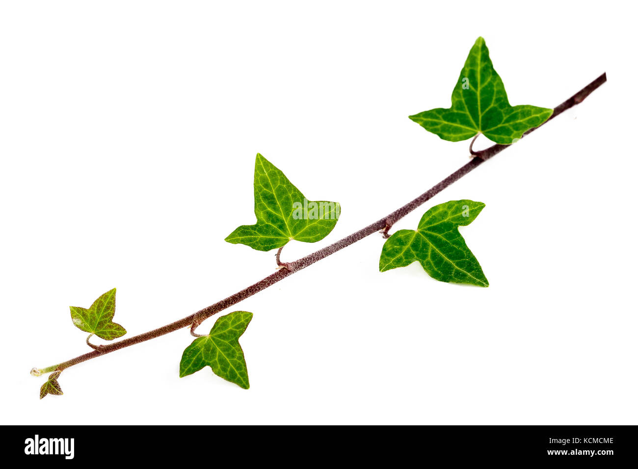graphical fresh green twig of ivy is isolated on white background ...