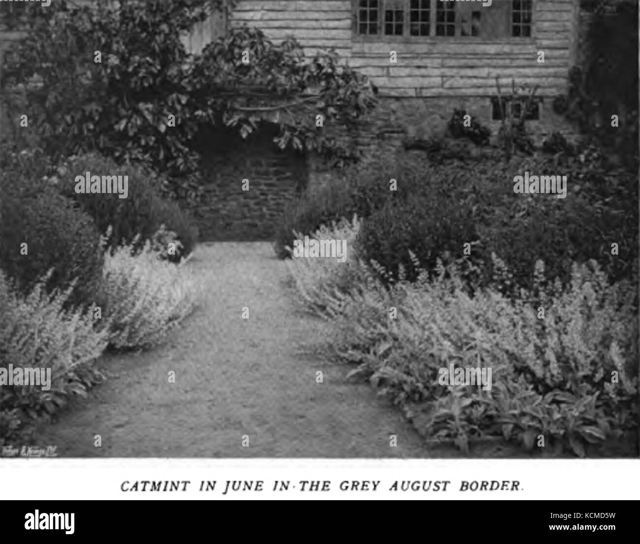 'Colour in the Flower Garden' explores the role of color in garden ...
