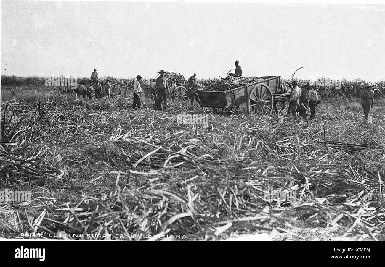 Cane plantations Black and White Stock Photos & Images - Alamy