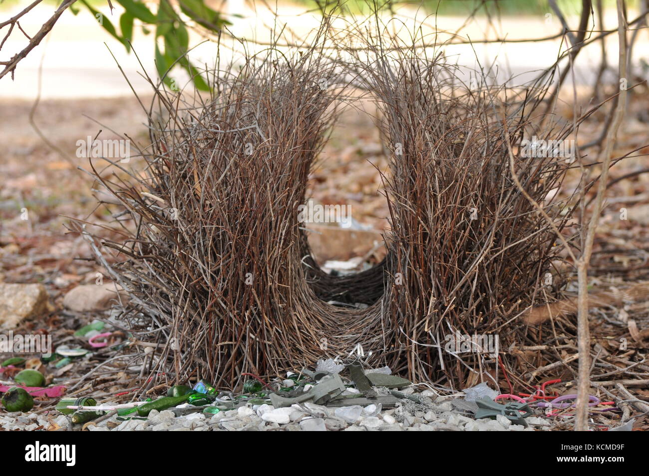 Great Bower Bird "Bower" in Townsville Australia, Oct 2017. This male ...