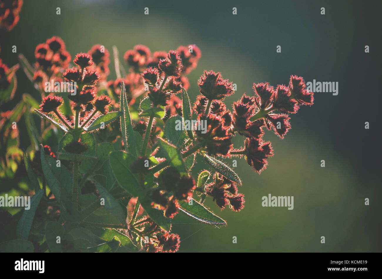 Hairy red flower buds of the Australian native Dwarf Apple tree ...