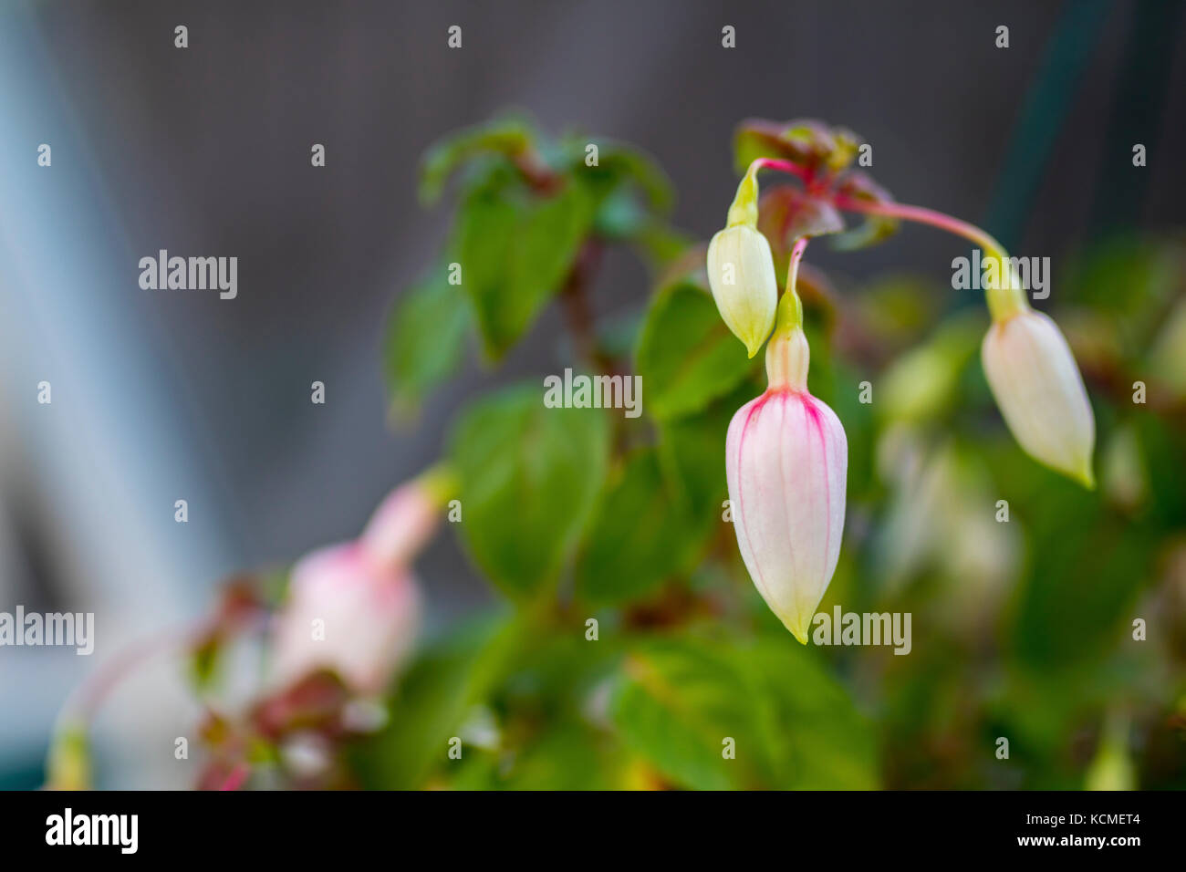 Fuchsia regia reitzii hi-res stock photography and images - Alamy
