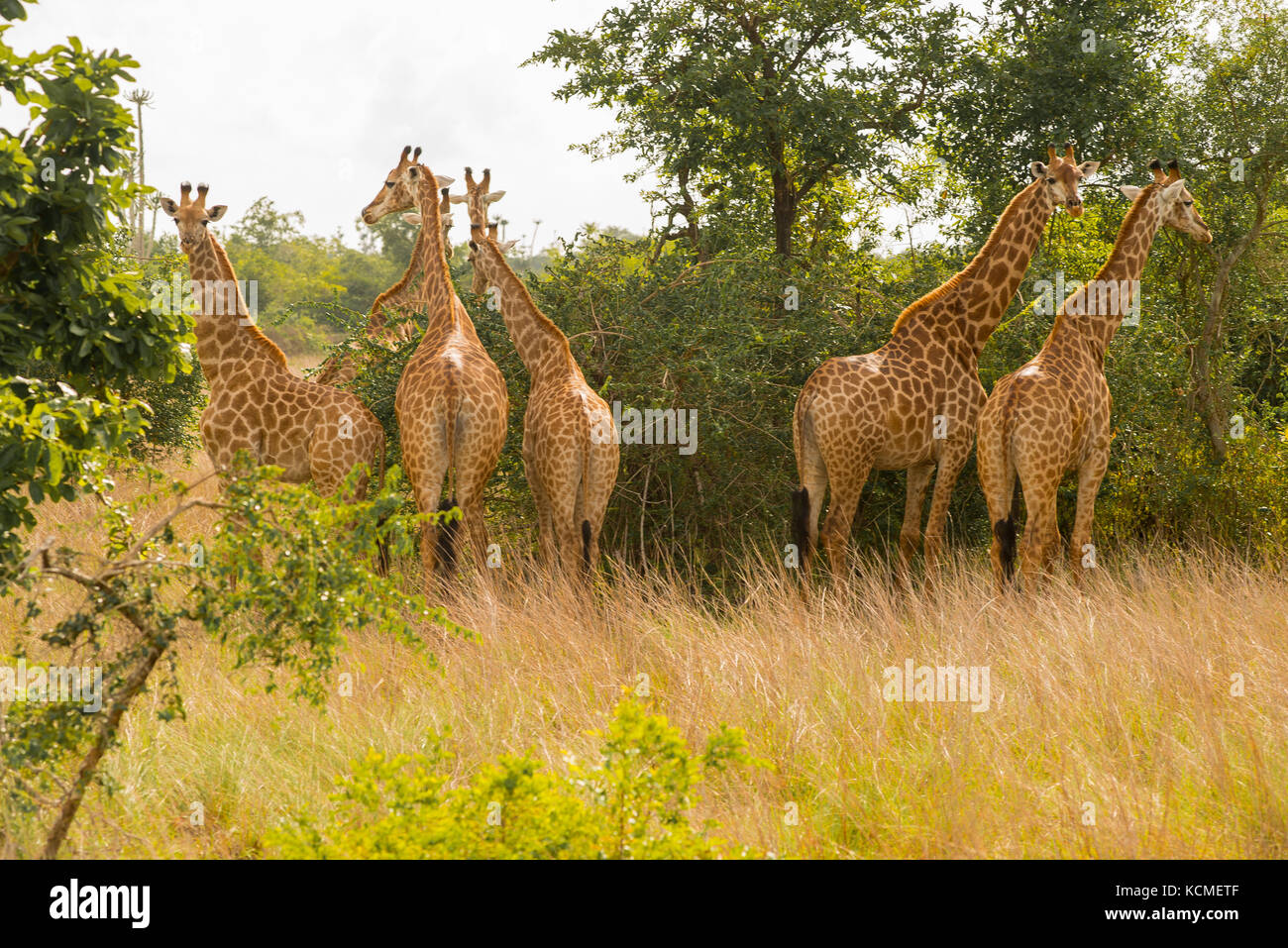 Angola animal hi-res stock photography and images - Alamy