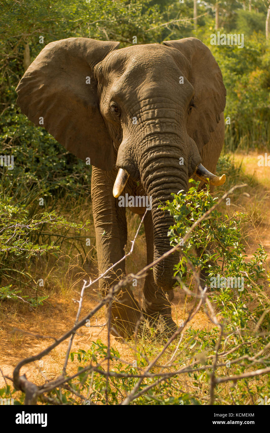 Angola animal hi-res stock photography and images - Alamy