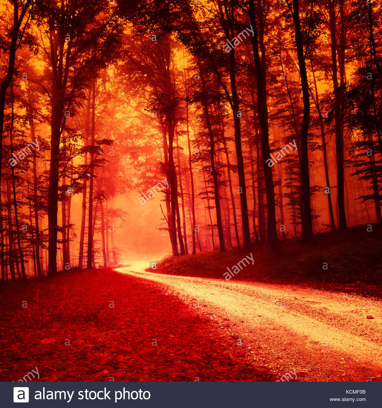 Creepy Forest Stock Photos & Creepy Forest Stock Images - Alamy