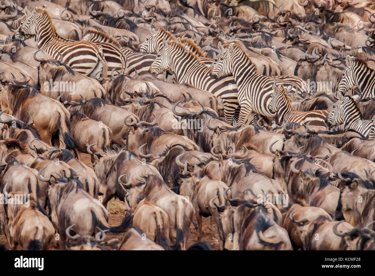 Wildebeest migration hi-res stock photography and images - Alamy