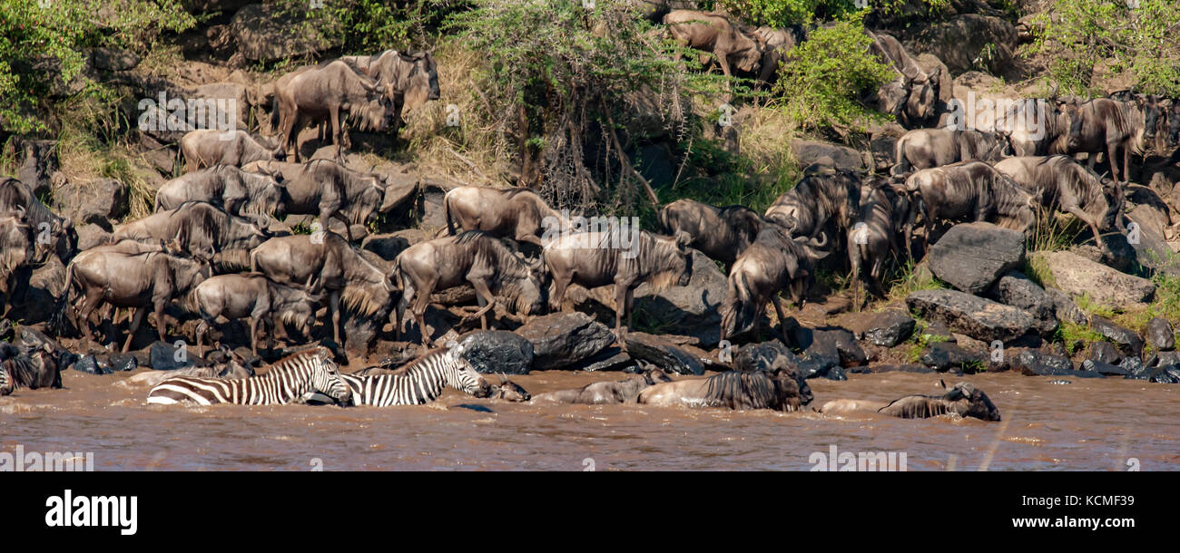 Zebra and wildebeest swim across the Nile River during the wildebeest ...