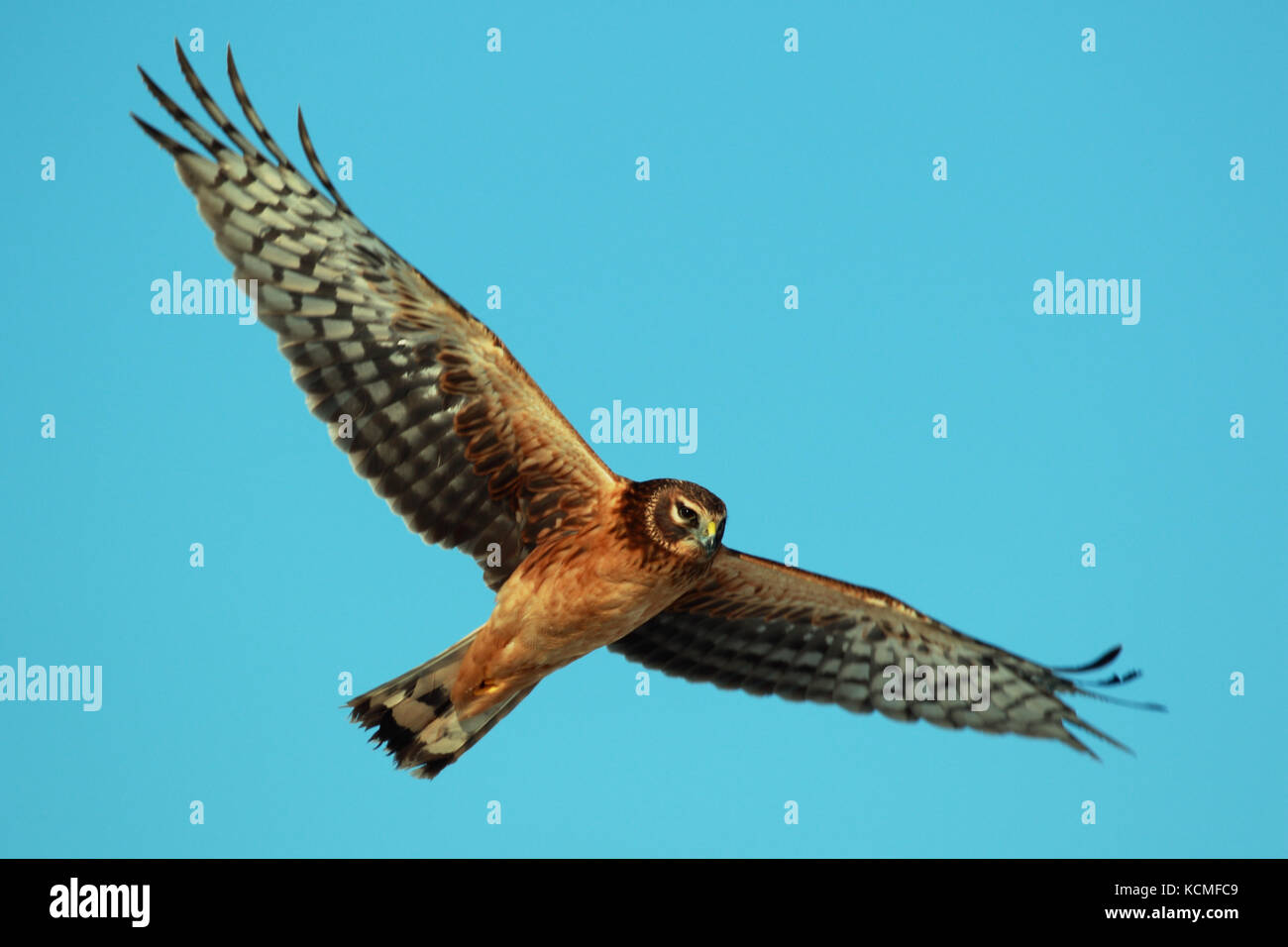 Northern harrier in flight Stock Photo - Alamy