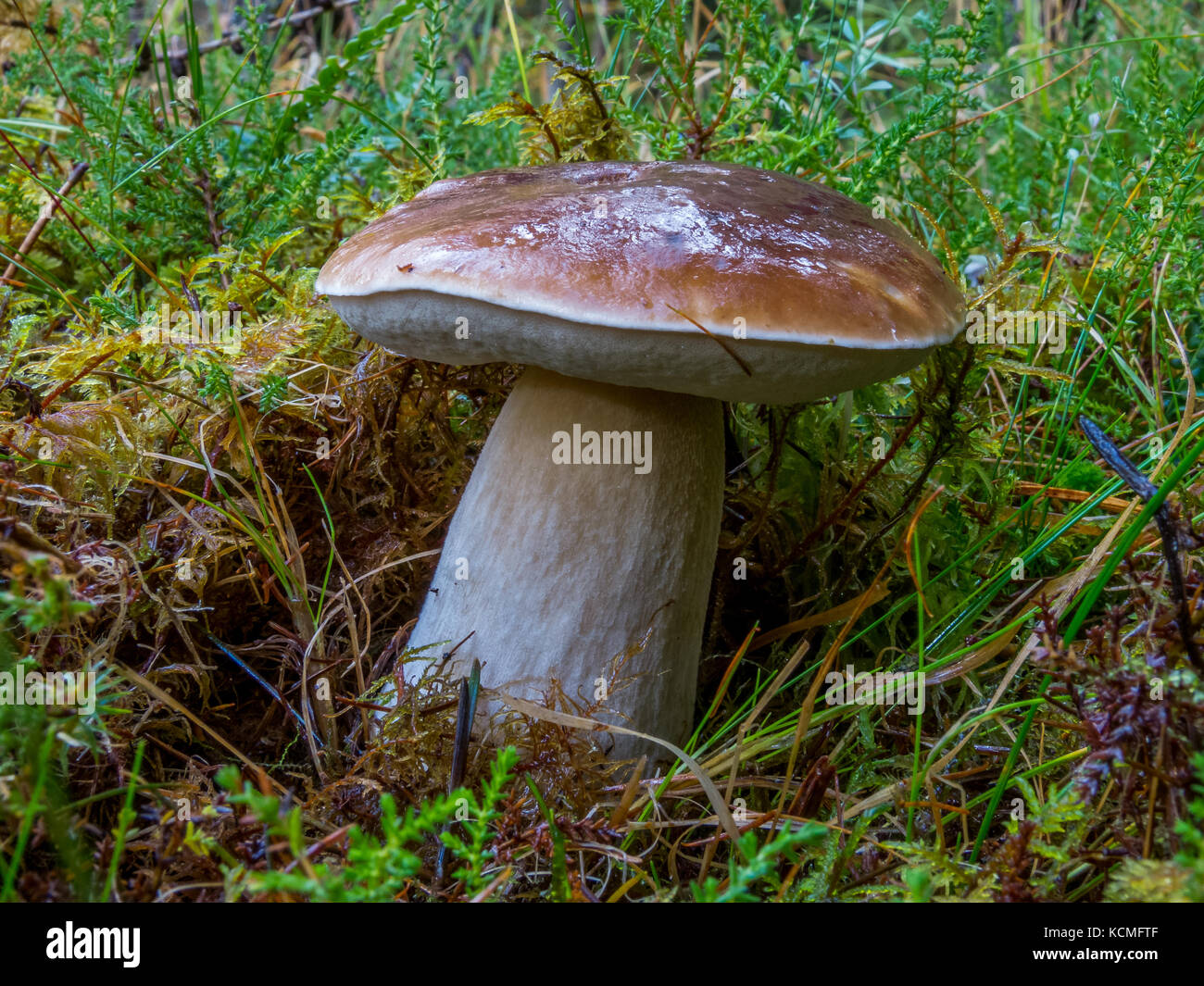 A Cep or Boletus Edulus Stock Photo - Alamy