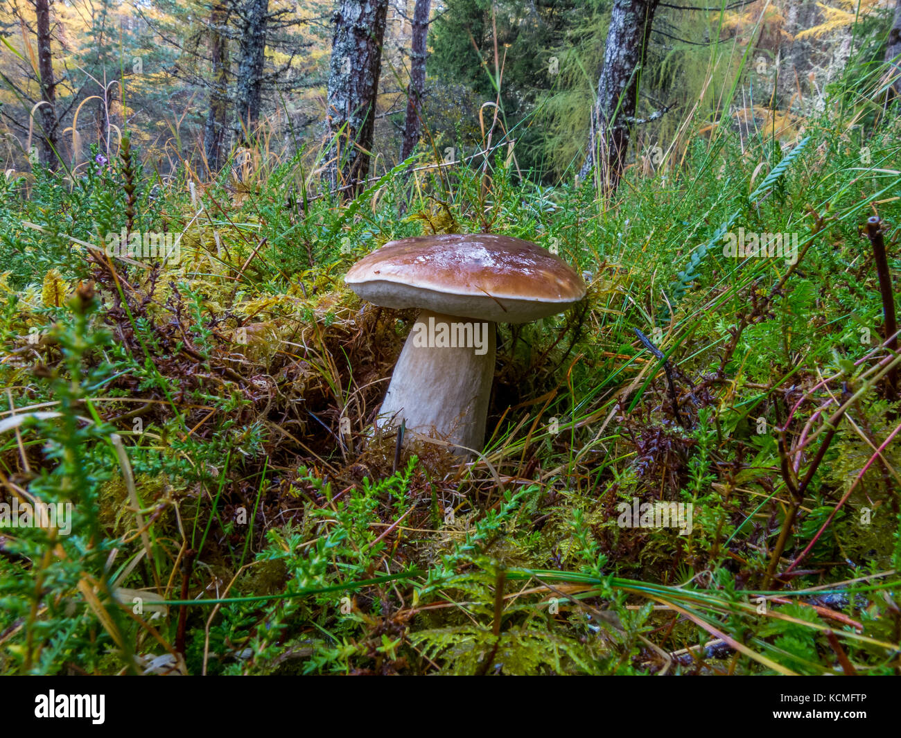 Edulus hi-res stock photography and images - Alamy