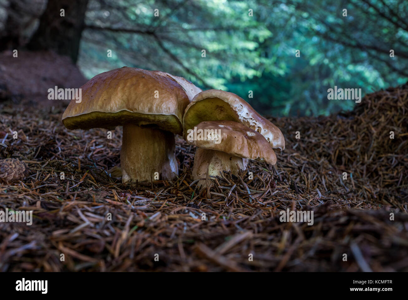 Edulus hi-res stock photography and images - Alamy