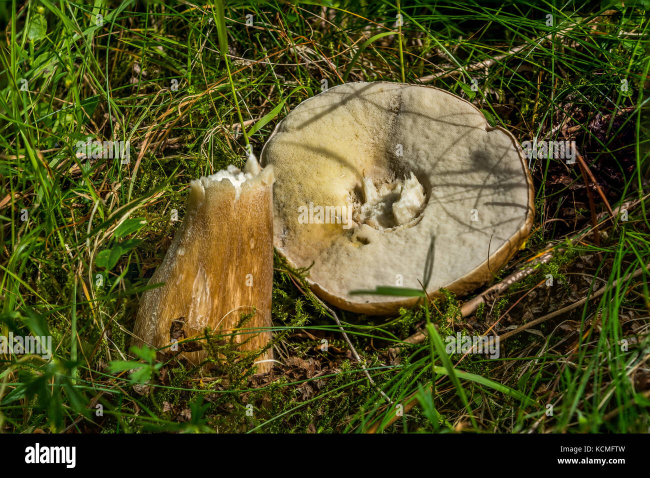 Edulus High Resolution Stock Photography and Images - Alamy