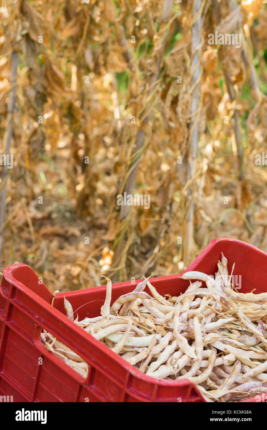 Dry colored beans in pods in a crate Stock Photo - Alamy