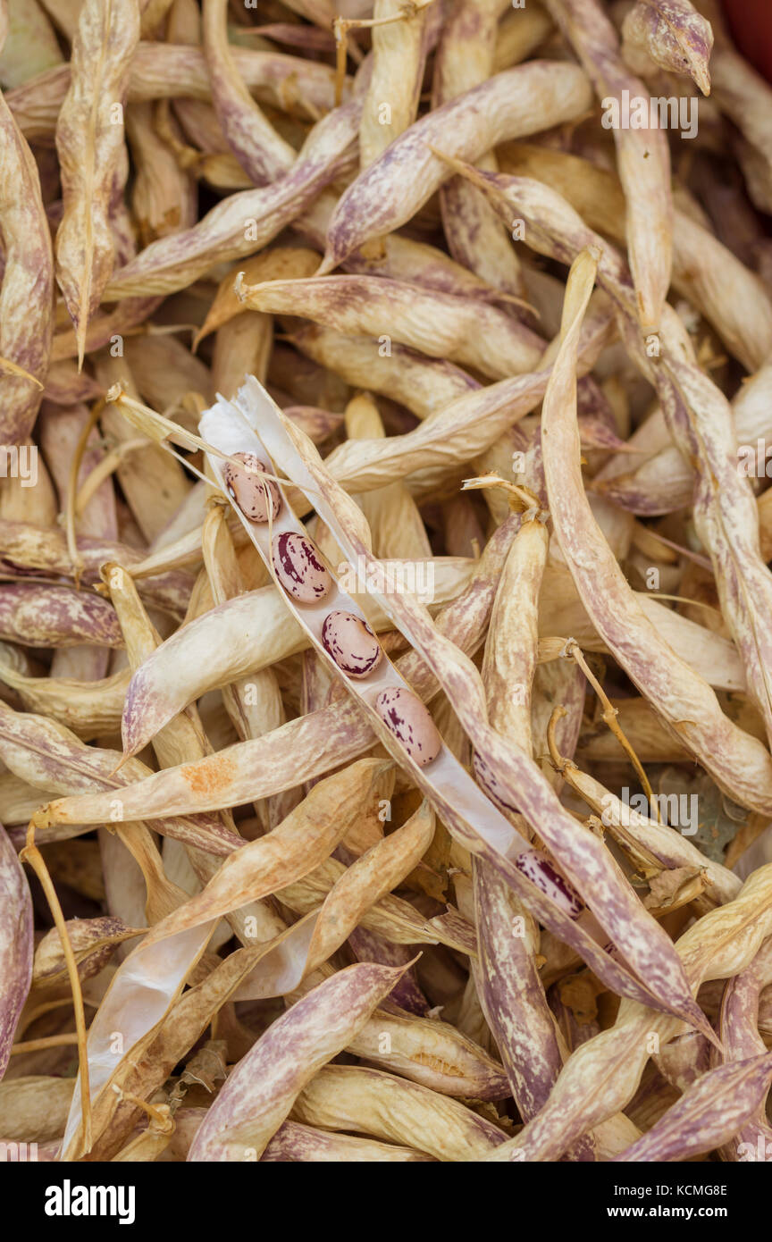 Dry colored beans in pods on a pile Stock Photo - Alamy