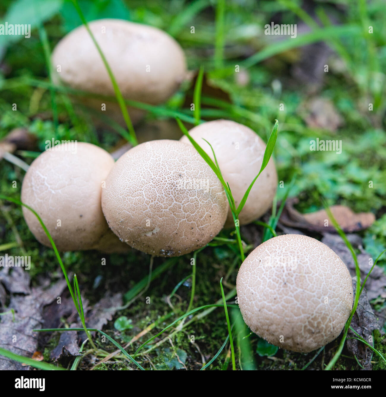 Puffball mushrooms hi-res stock photography and images - Alamy