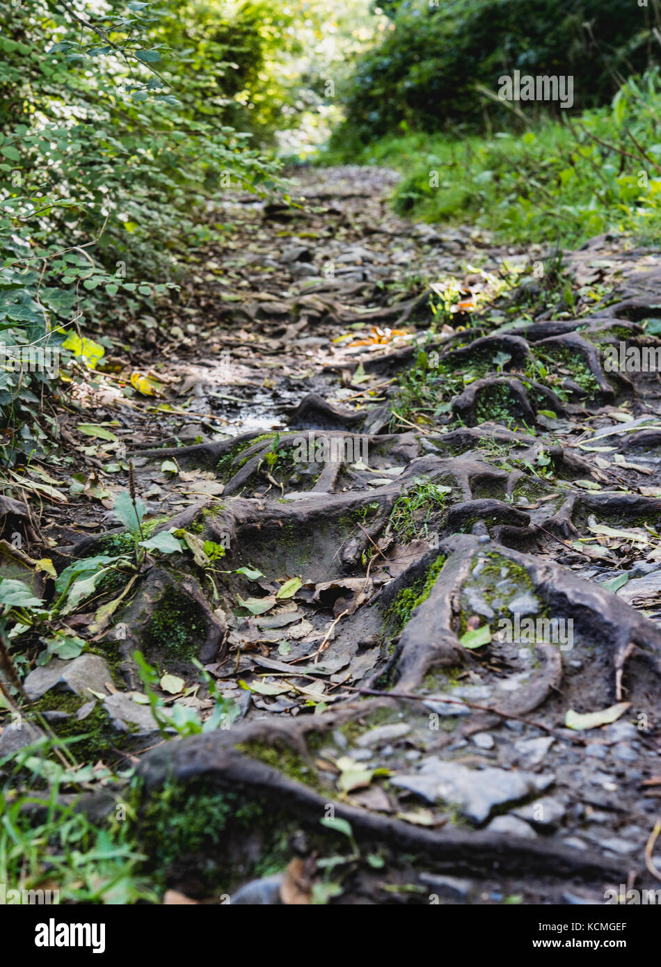 Exposed tree roots on the path in Silverdale Glen Stock Photo - Alamy