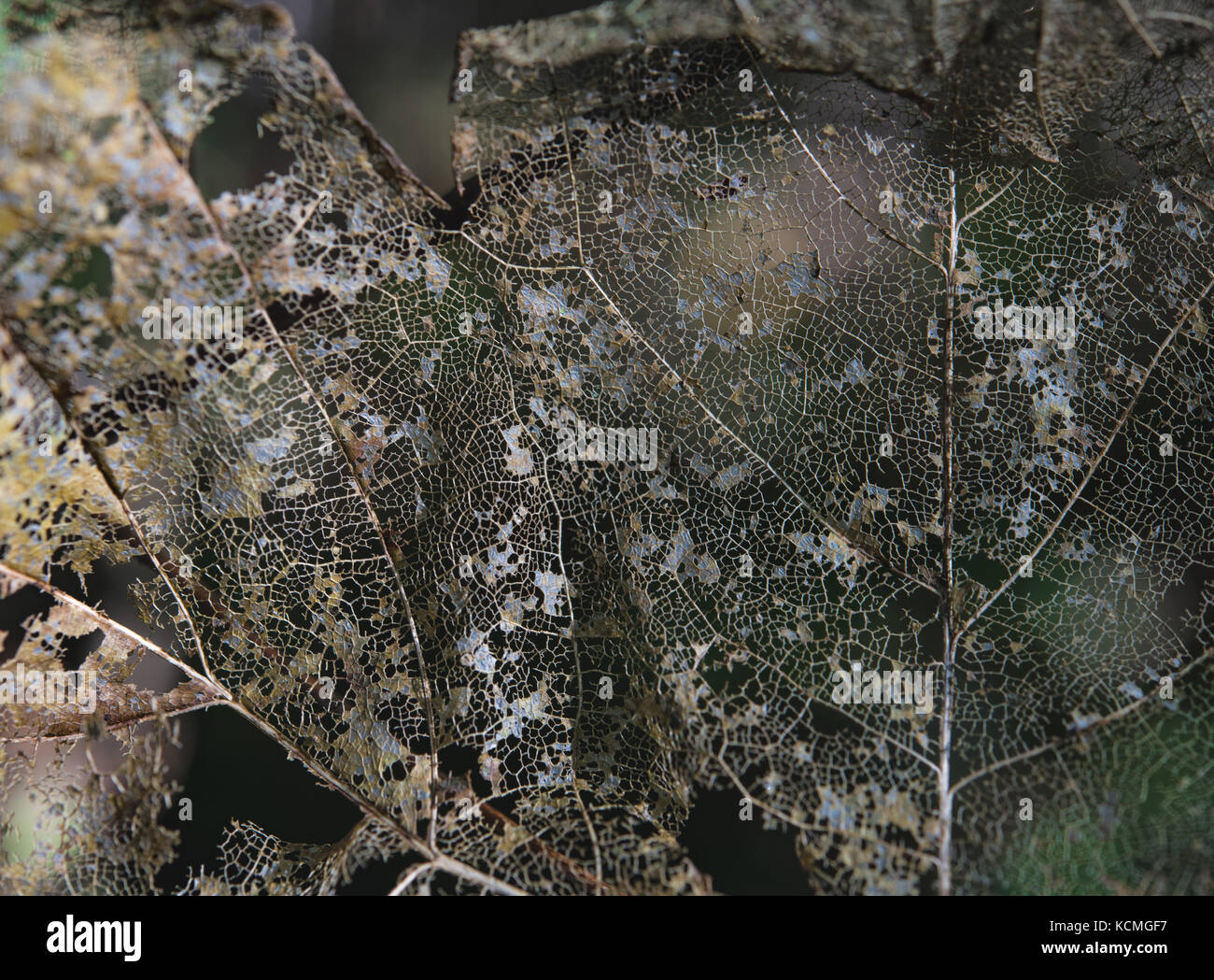 Decomposing leaf hi-res stock photography and images - Alamy