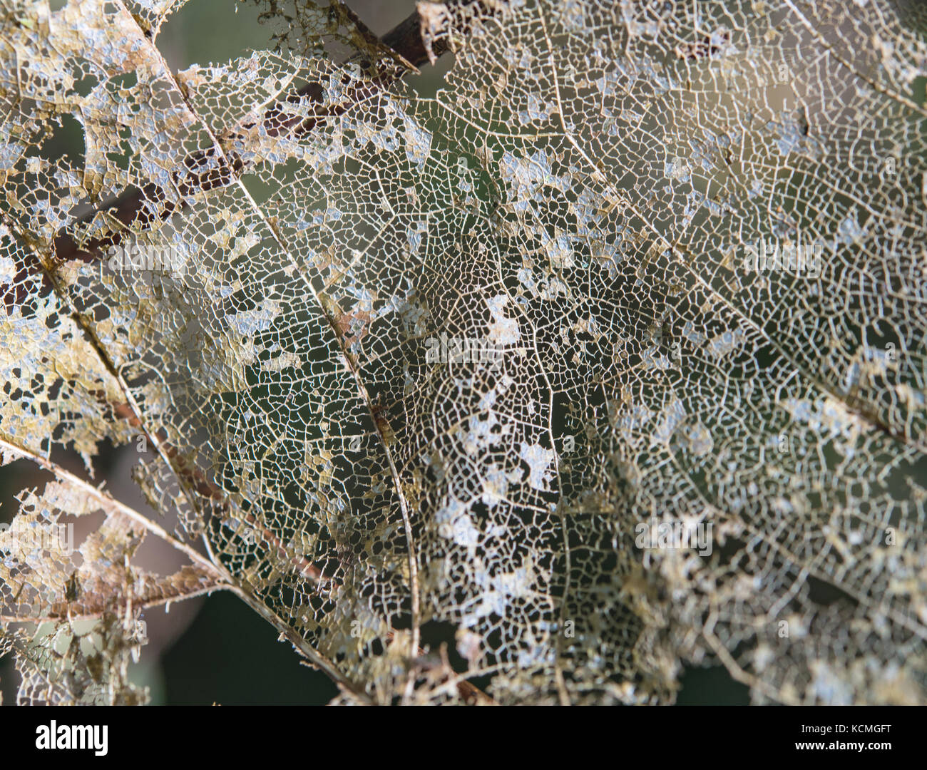 Decomposing leaf hi-res stock photography and images - Alamy