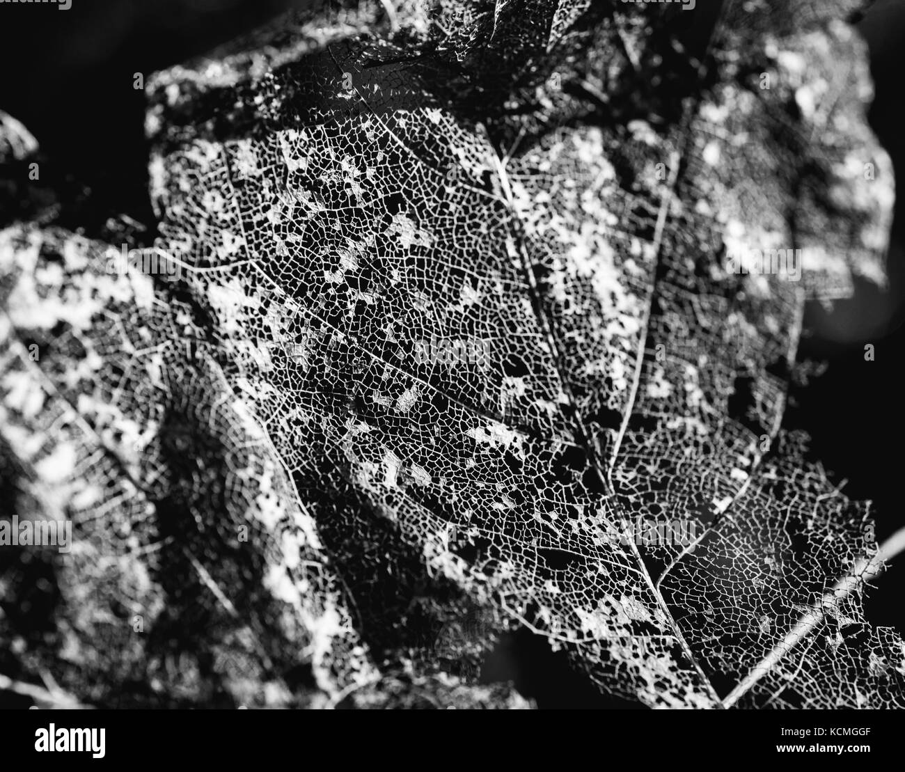 Old laced maple leaf Stock Photo - Alamy