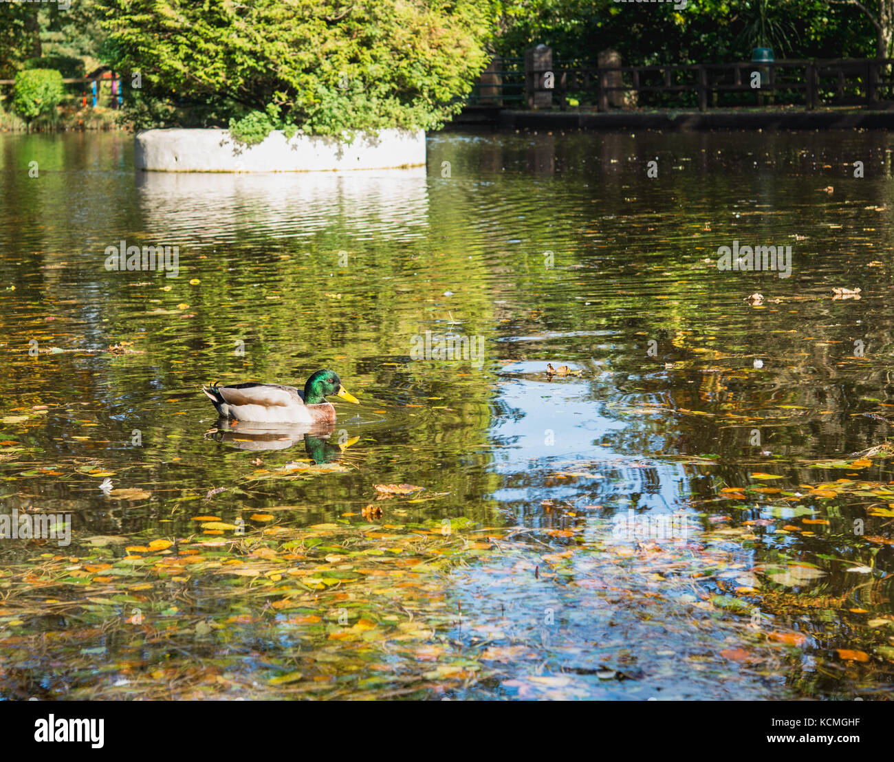 Mallard in a pond at Silverdale glen with autumn leaves floating in the ...