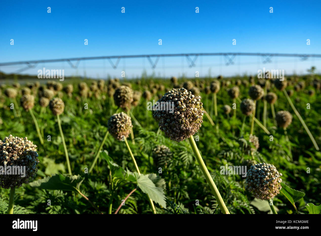 Drip irrigation system in field Stock Photo - Alamy